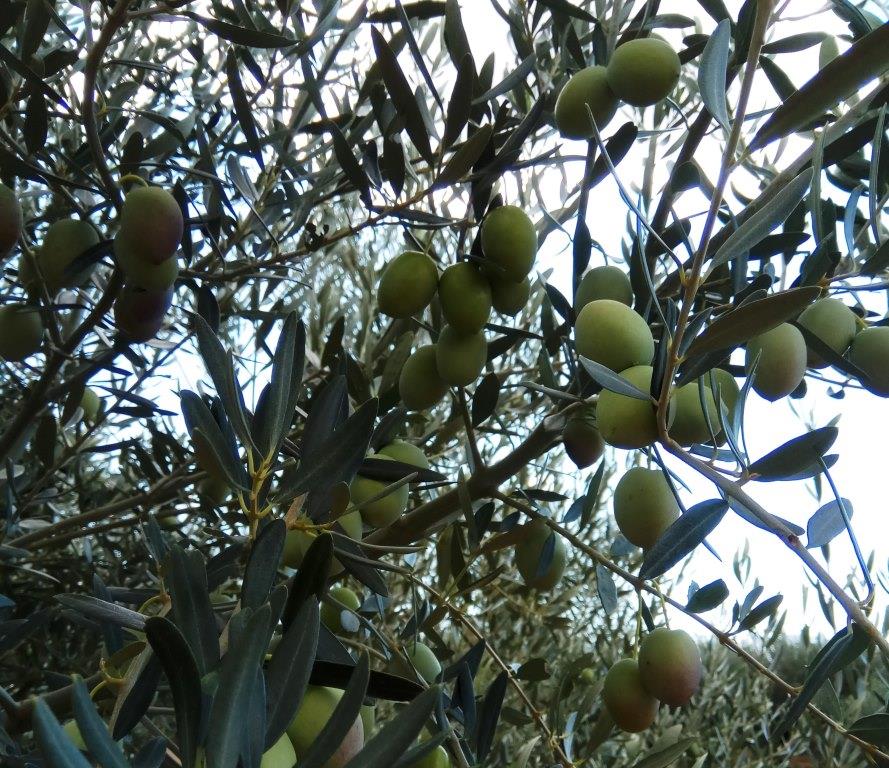 LaKara - Traditional Greek Products